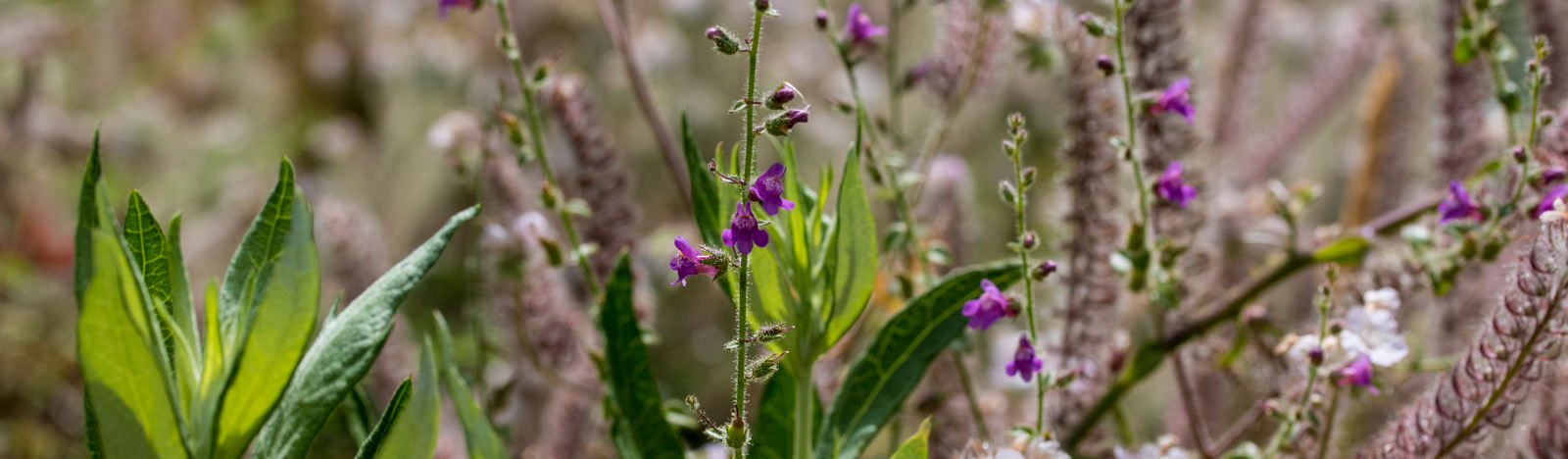 Plant of the Month - Violet Snapdragon
