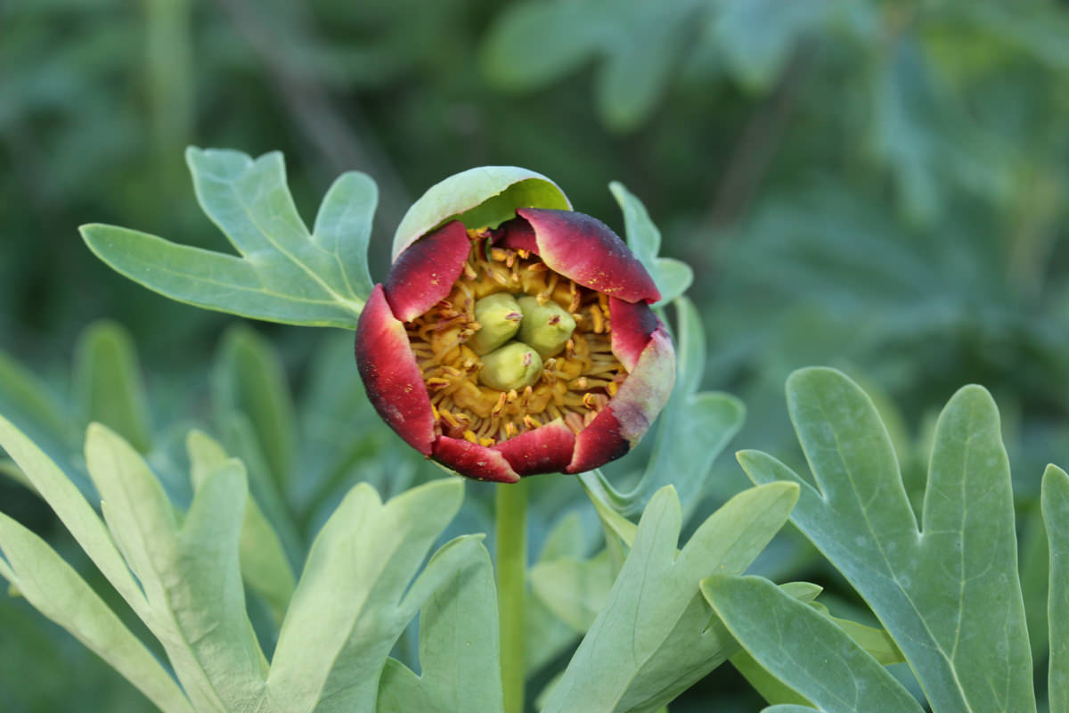 Wild peonies store