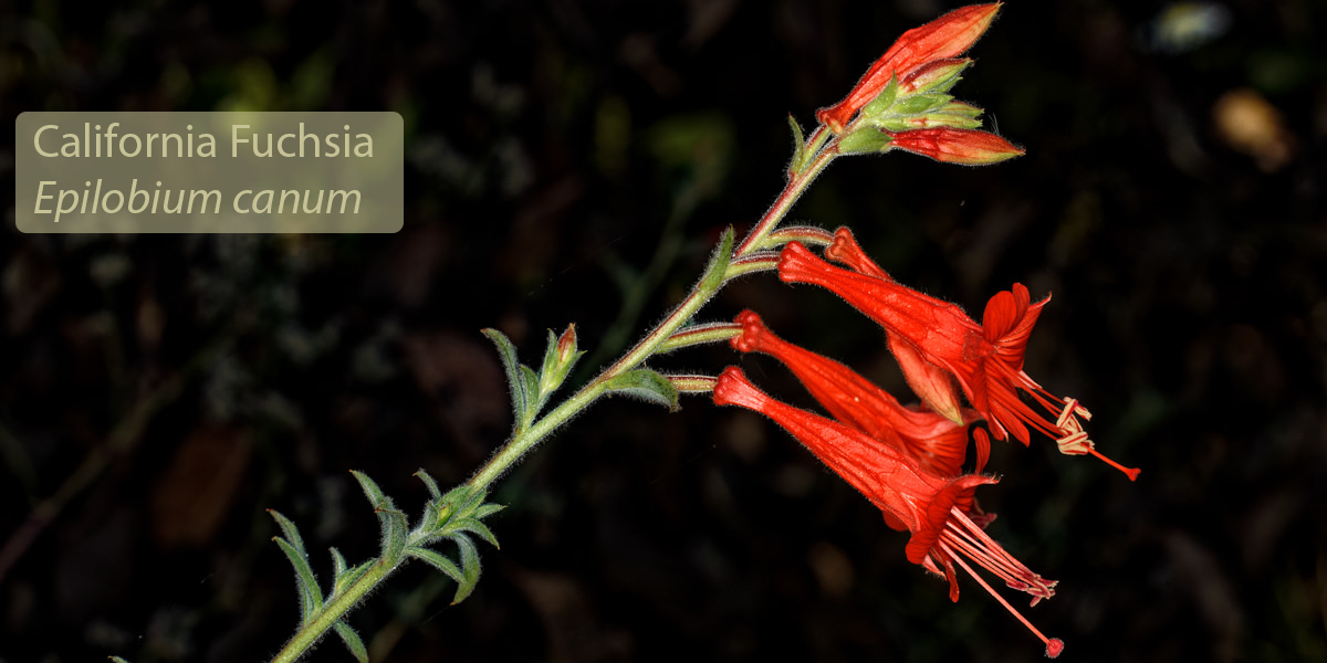Plant of the Month - California Fuchsia