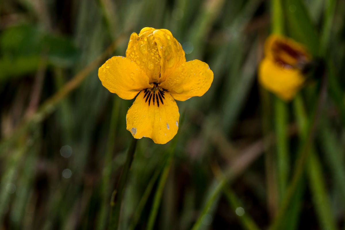 Plant of the Month - Johnny-jump-up